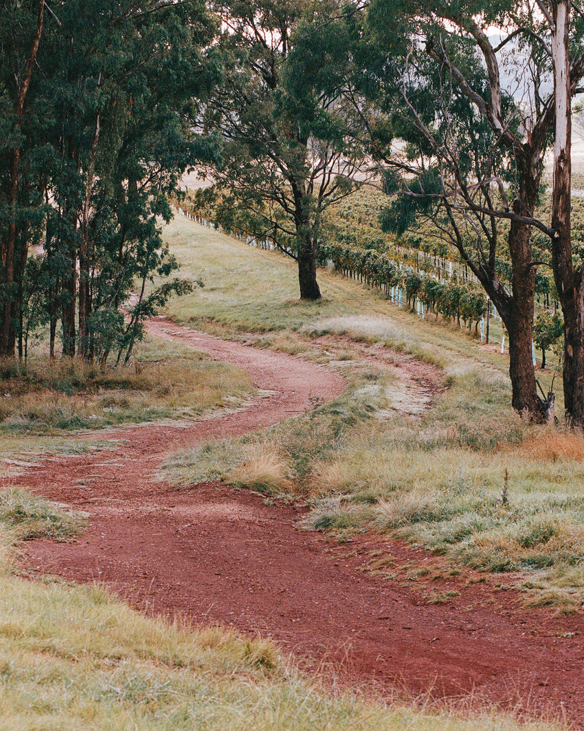 Lone Ranger Falanghina '24 – Jilly Wine Co